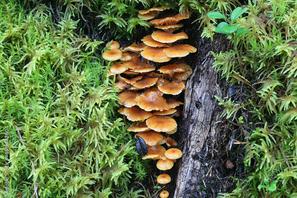 Pinewood gingertail, Xeromphalina campanella, also known as golden ...