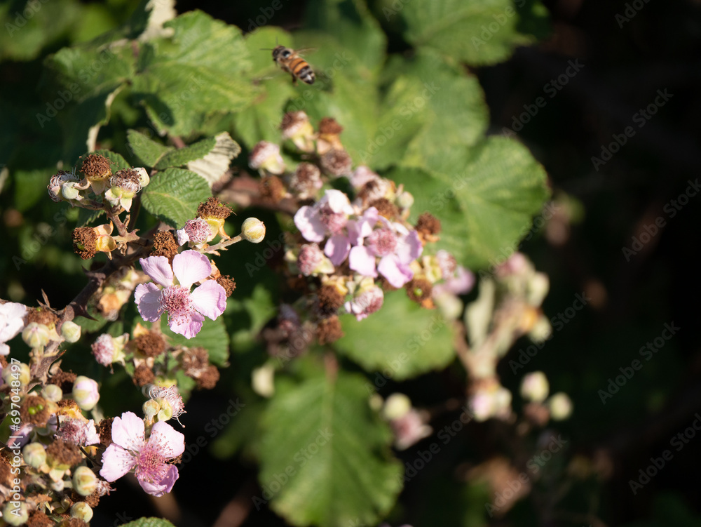 Roccaforzata [TA], Campagna, Daucus carota, selvatica, Phyla nodiflora ...