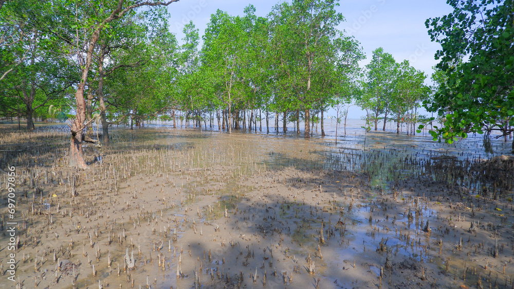 Natural Environmental View Of The Perepat Plant (Sonneratia Alba ...