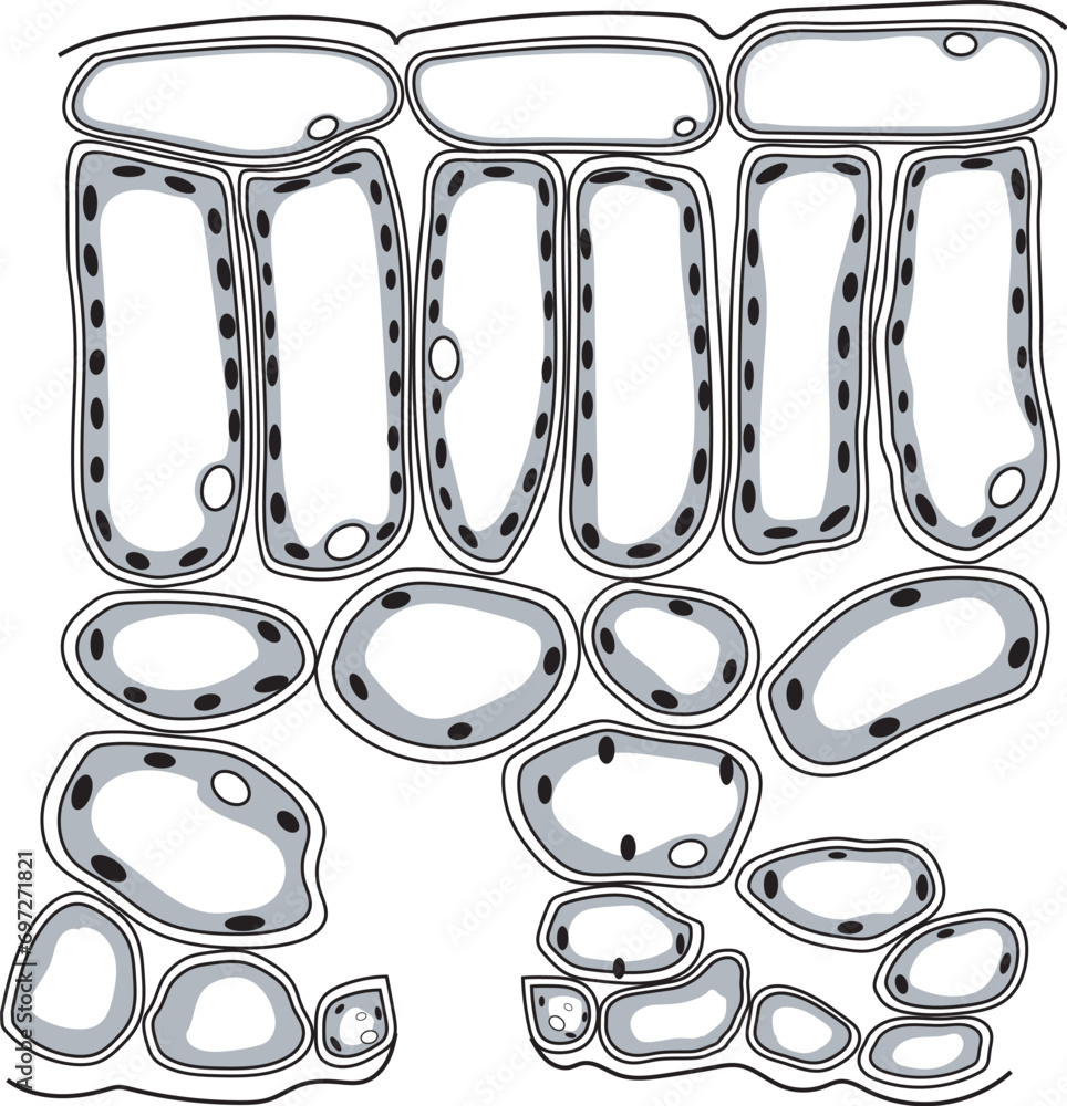 Spongy Mesophyll Cell Diagram