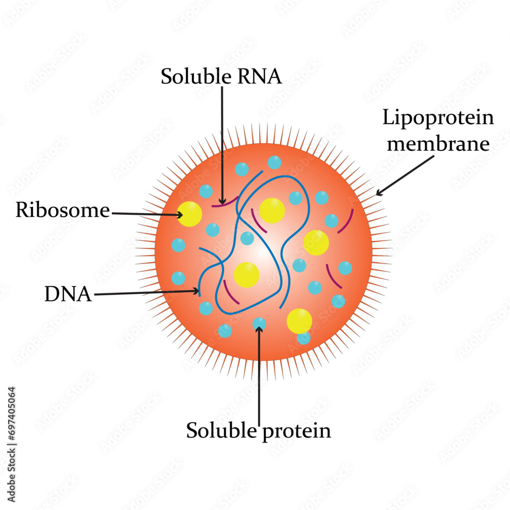 Mycoplasma bacteria diagram. Mycoplasma anatomy. Vector illustration ...