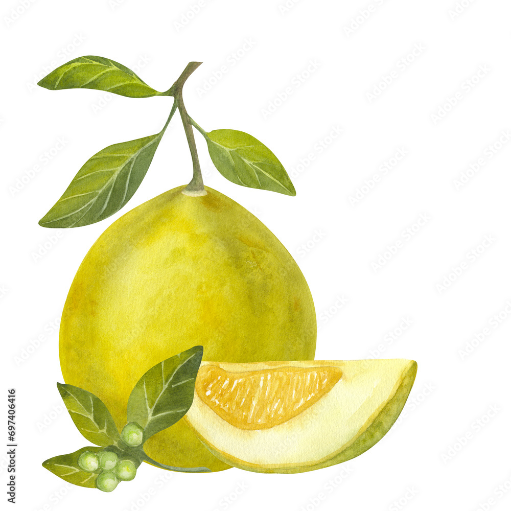 Pomelo largest citrus. Fresh yellow green juicy fruit on a branch, with ...