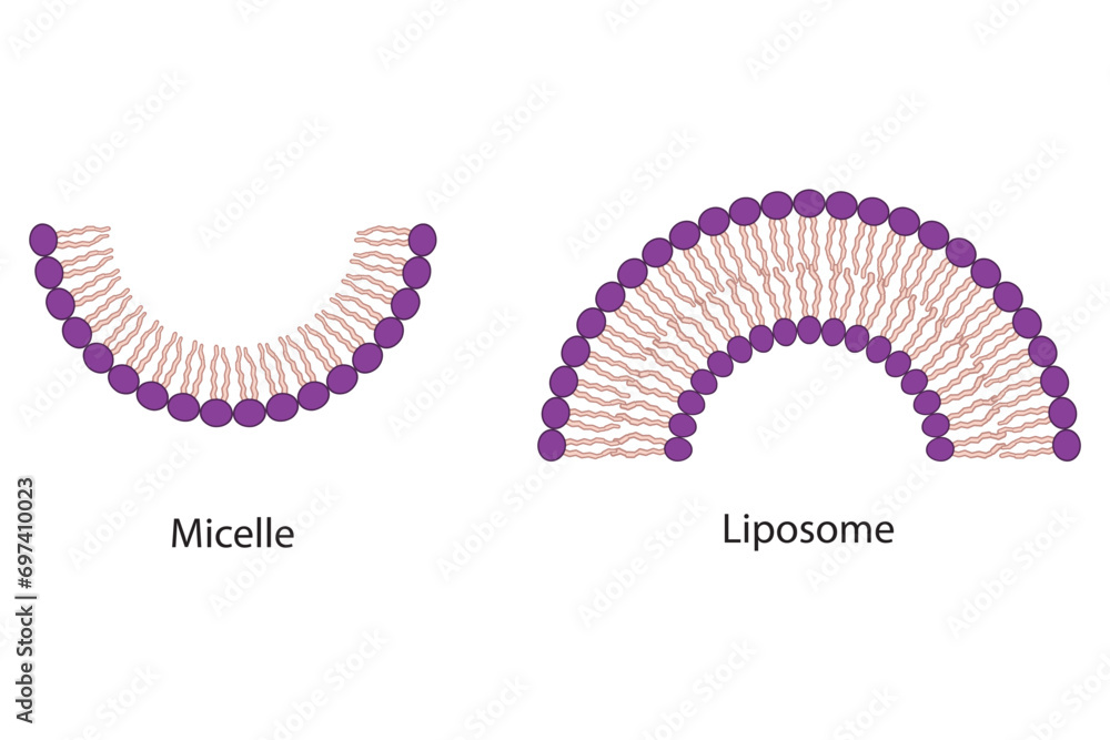 Diagram showing phospholipid structures - monolayer and bilayer - non polar tails and polar ...