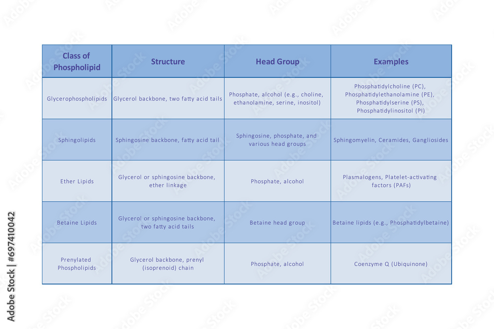 Table showing Phospholipids structure, head groups and exapmles of each ...