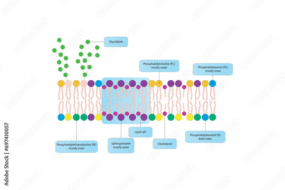 Diagrams showing schematic structure of cytoplasmatic membrane ...