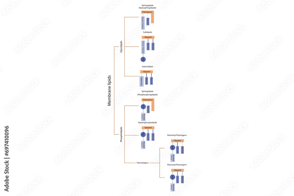 Diagram showing classification of lipids - storage lipids, membrane ...