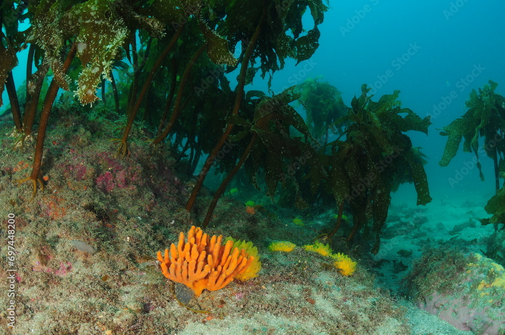 Colourful finger and nipple sponges on rocky reef under kelp forest ...