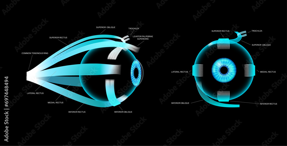 Extraocular muscles anatomy Stock Vector | Adobe Stock