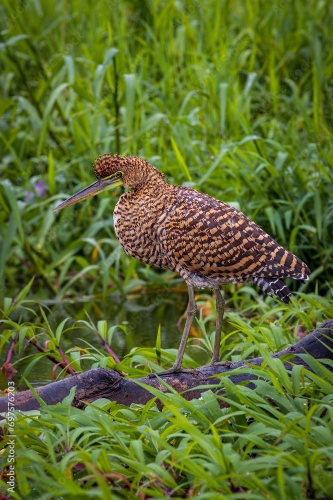 Bare-throated tiger heron (Tigrisoma mexicanum) in Tortuguero National ...