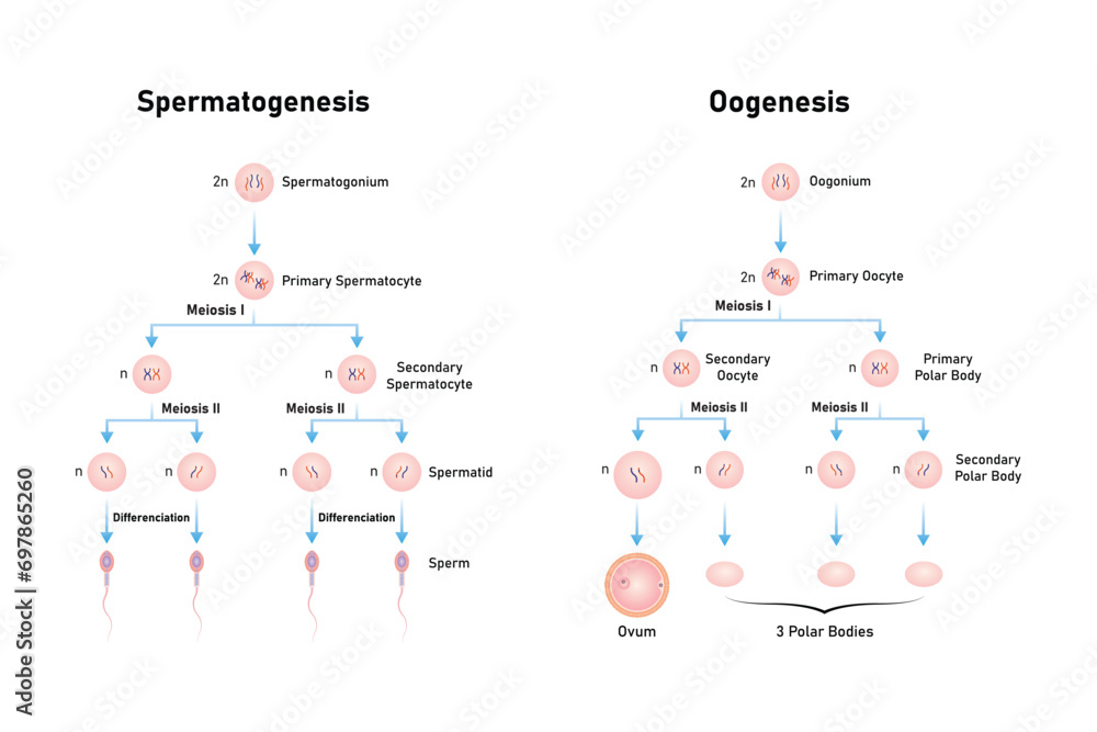 Spermatogenesis and Oogenesis Process Scientific Design. Vector ...