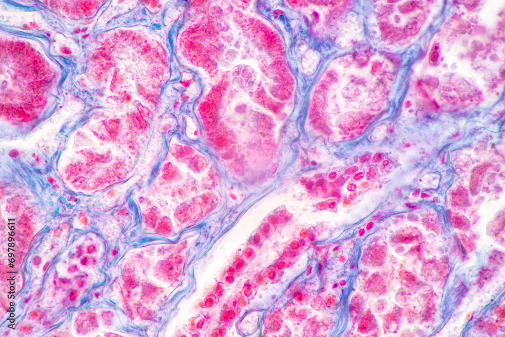Structure of Tissue of Spleen Human, Liver Human and Kidney Human under ...