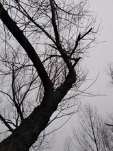 Grey Branches Of Tall Dead Trees Free Stock Photo - Public Domain Pictures