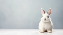 Bunny Rabbit With Copy Space Free Stock Photo - Public Domain Pictures