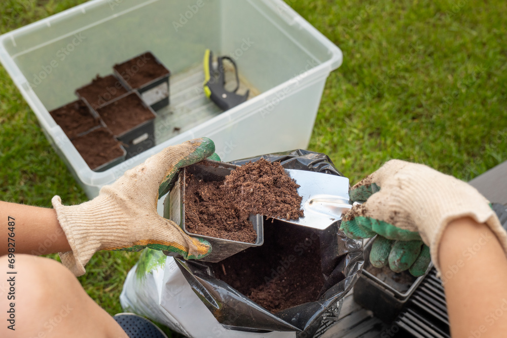 Soil preparation in containers for planting seeds. Healthy seedlings ...