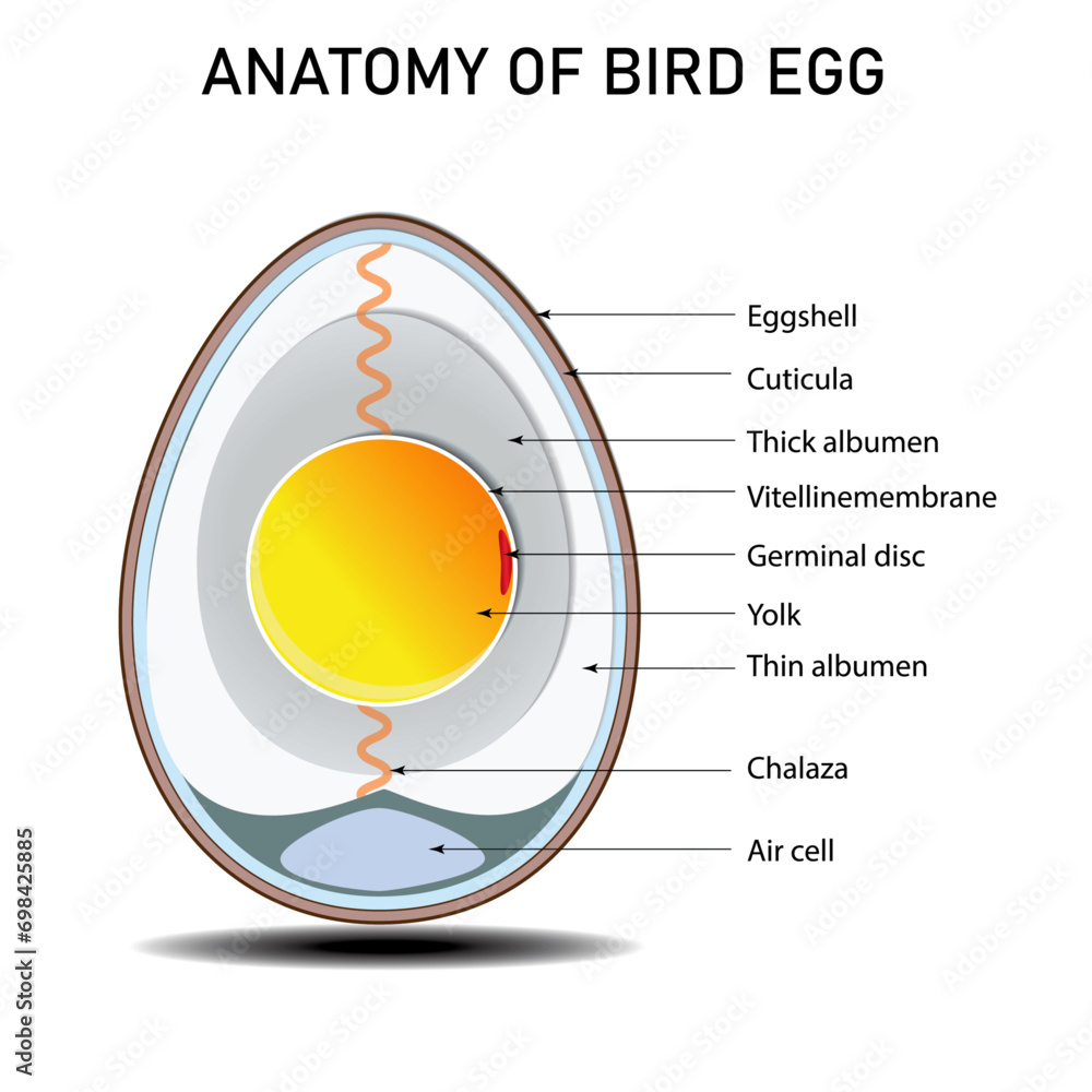 Vetor Bird, chicken egg anatomy, structure, Diagram with inner cross ...