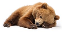Sleeping Bear Free Stock Photo - Public Domain Pictures