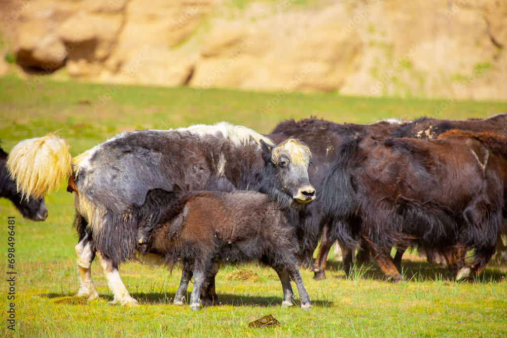Foto stock di A herd of yaks graze in the mountains. Himalayan big yak ...