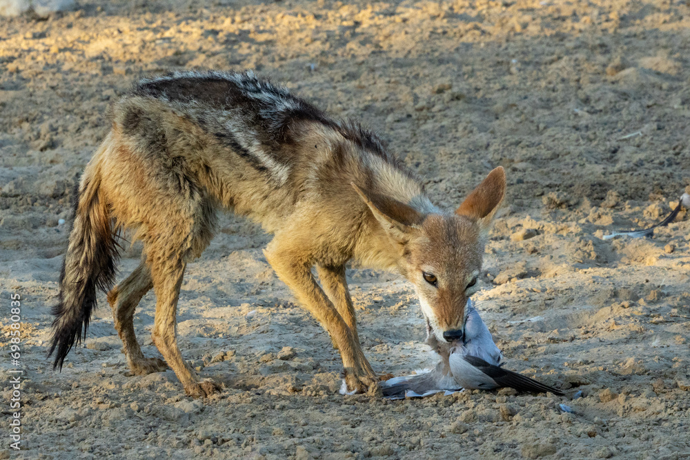 Black-backed jackal (Rooijakkals) (Lupulella mesomelas) hunting Ring ...