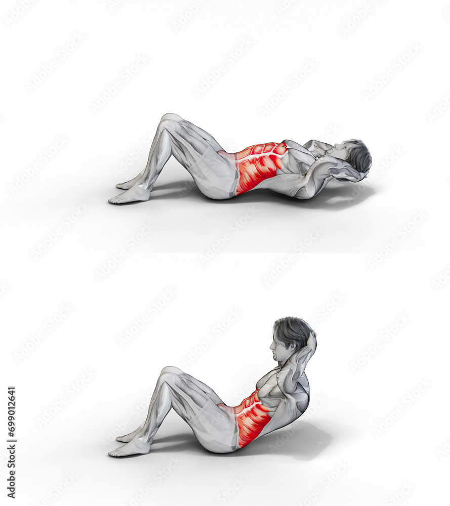 008 Lying Obliques Crunch. 3D Anatomy of fitness and bodybuilding. An ...