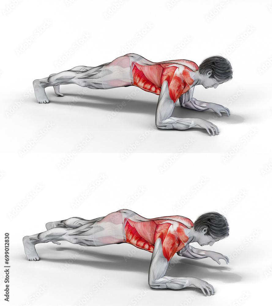 017 Plank Side Walk. 3D Anatomy of fitness and bodybuilding. An ...