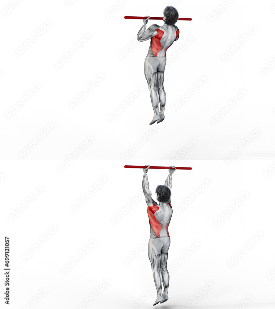 376 Lats-Bodyweight-Chin Ups. 3D Anatomy of fitness and bodybuilding ...