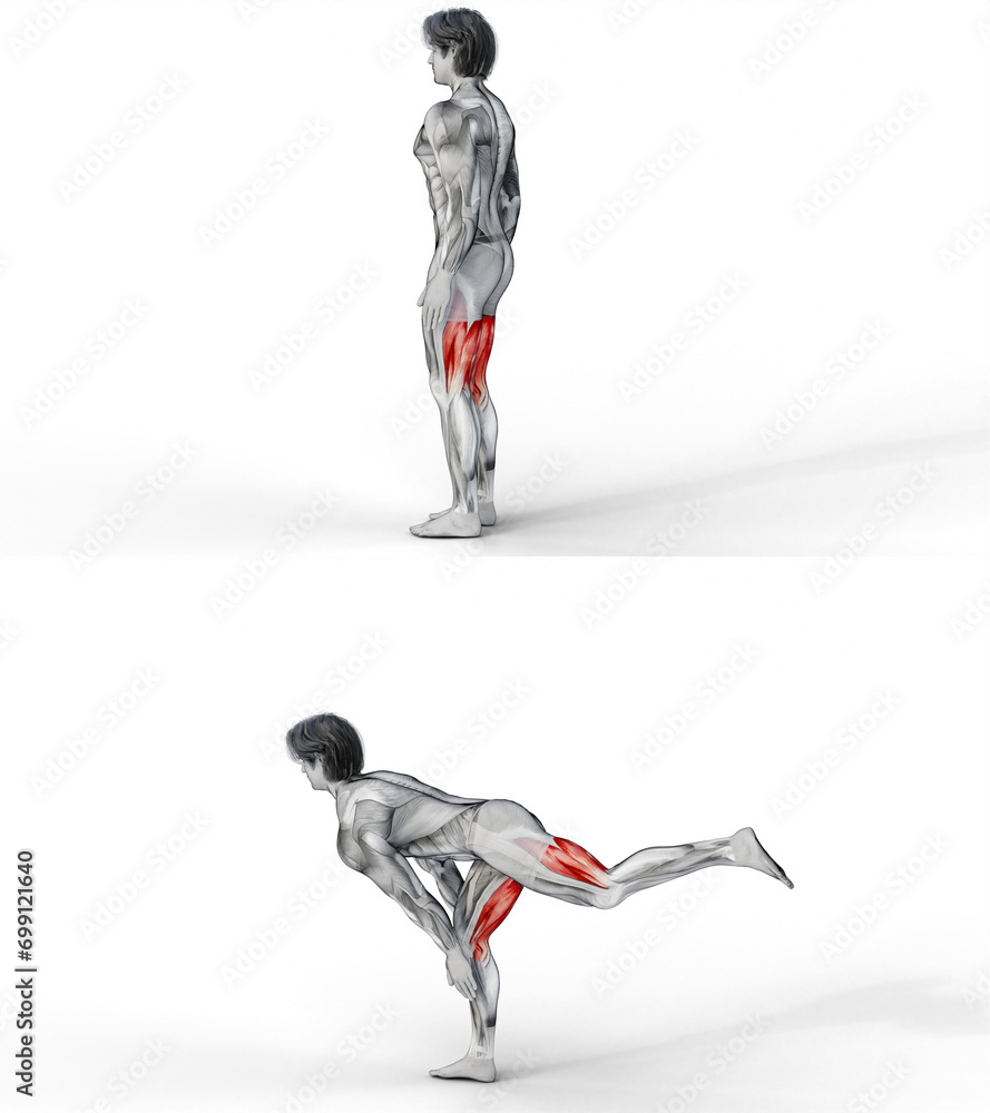 392 Hamstrings- Bodyweight-Single-Legged Romanian Deadlifts. 3D Anatomy ...