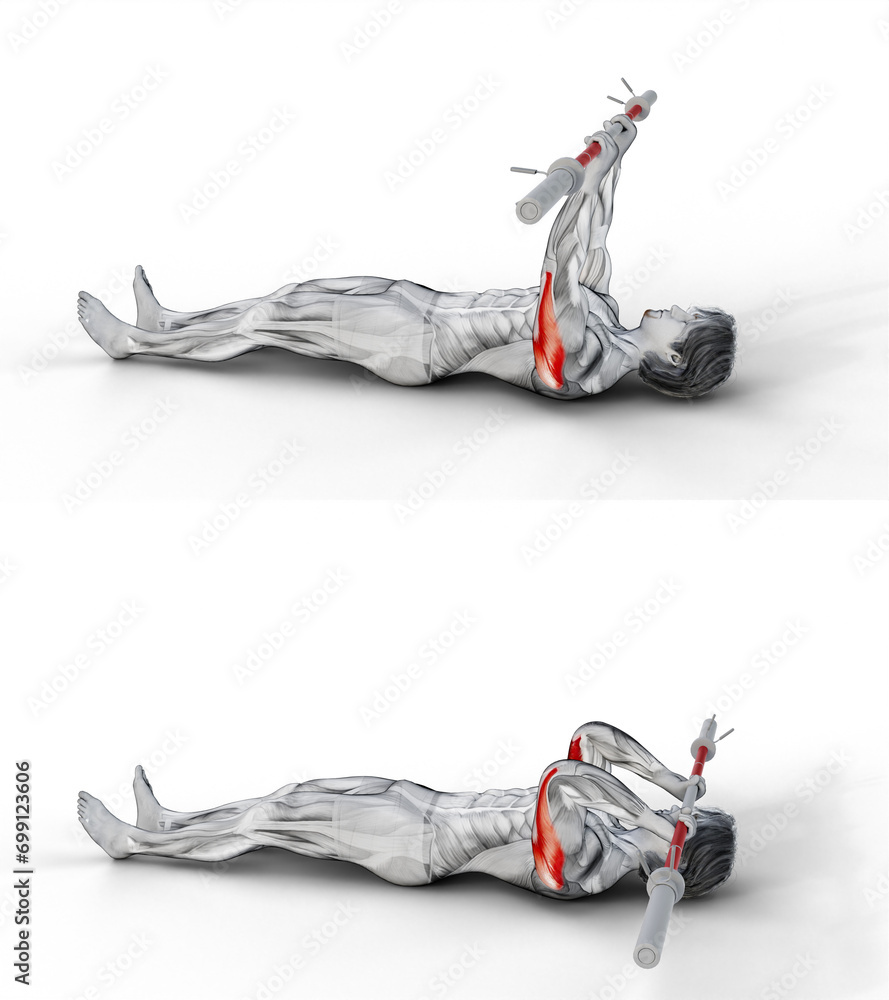 407 Triceps Barbell Skullcrusher. 3D Anatomy of fitness and ...