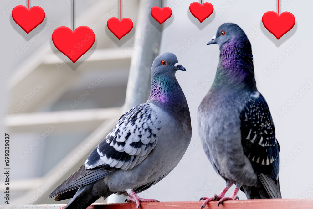 red heart model, couple of birds in love, family Feral pigeons, Columba ...