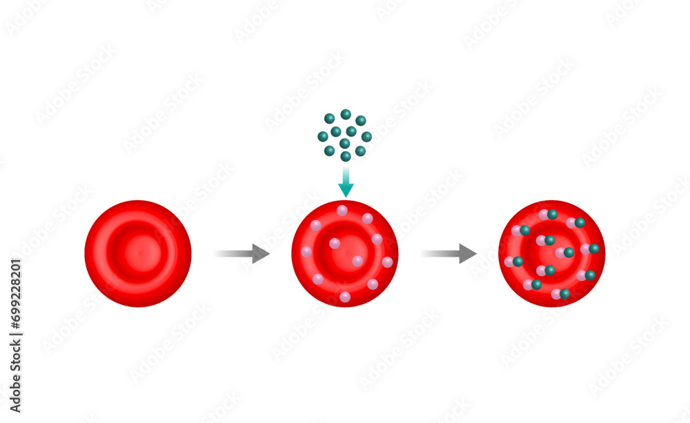 Hemoglobin A1C (HbA1c) blood , Glycated hemoglobin, HbA1c test ...