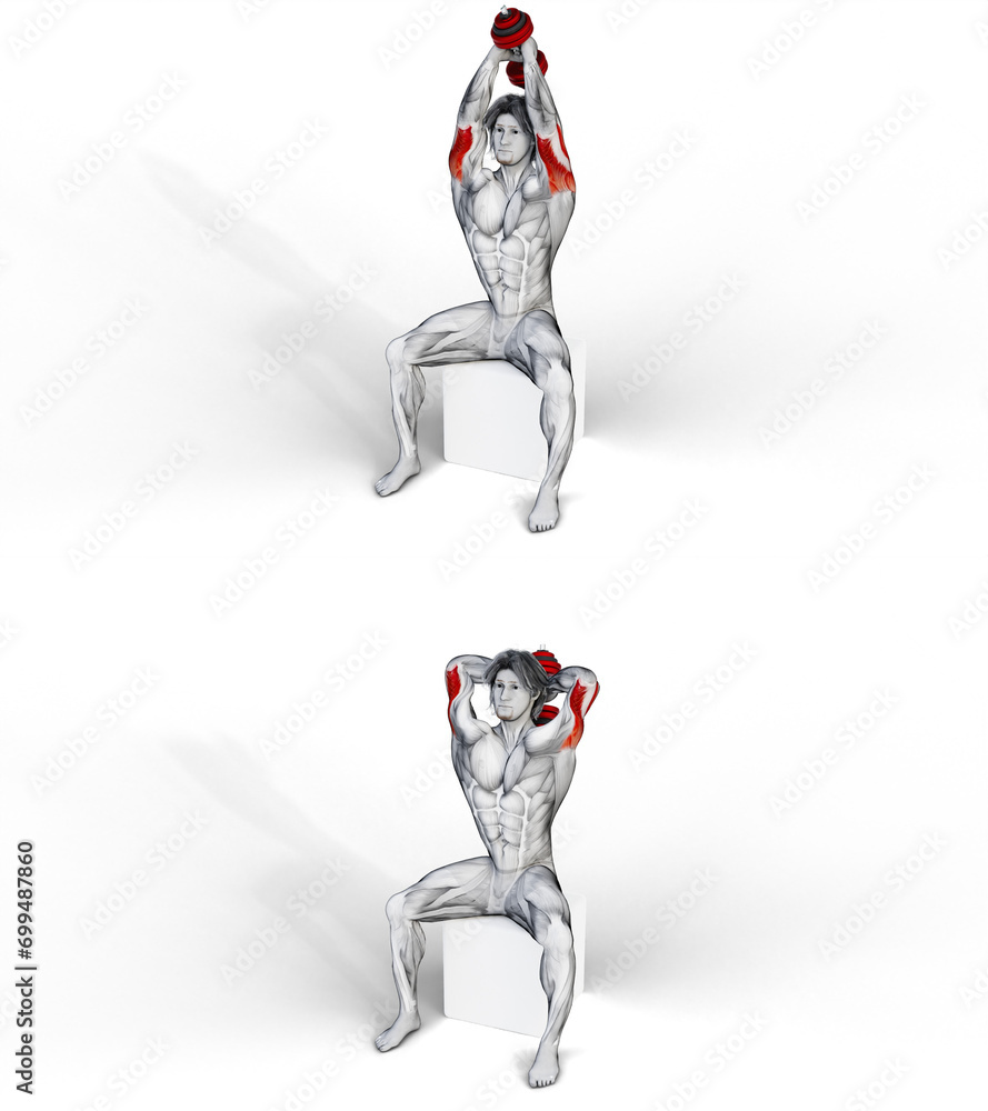479 Triceps Dumbbell Seated Overhead Tricep Extension. 3D Anatomy of ...