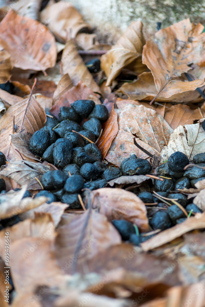 Stockfoto Roe Deer Droppings in a Italy Forest on a Background with dry ...