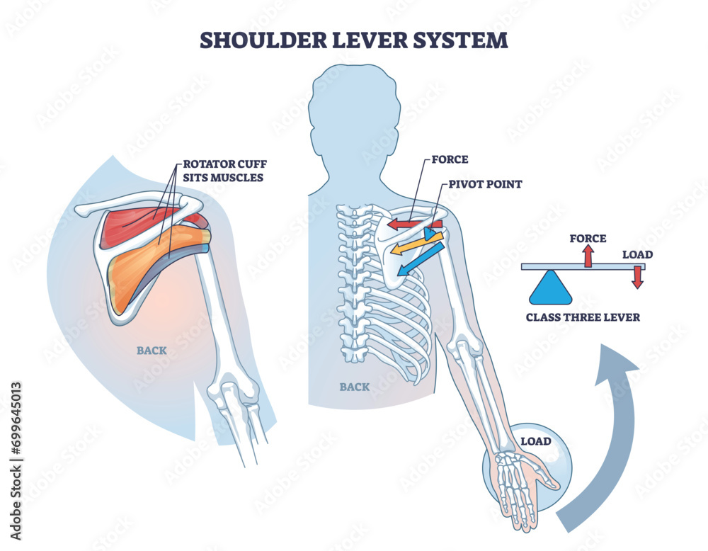 Shoulder lever system for shoulder and upper body movement outline ...