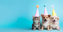 Dogs In Party Hats Free Stock Photo - Public Domain Pictures