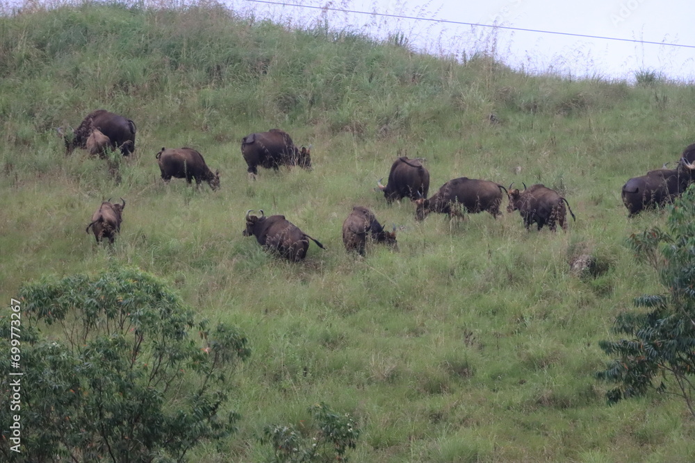 Bison animal in Gavi forest. Scenic beauty of Gavi forest. Natural ...