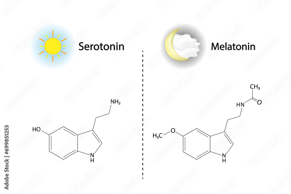 Pineal gland hormones. Serotonin and melatonin. Circadian rhythm ...