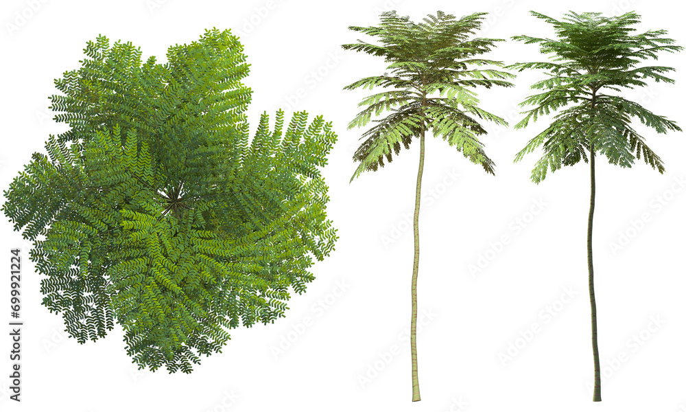 Solobium Parahyba Tree. Firetree Brasil or Pakis Brazil Tree. The tree ...