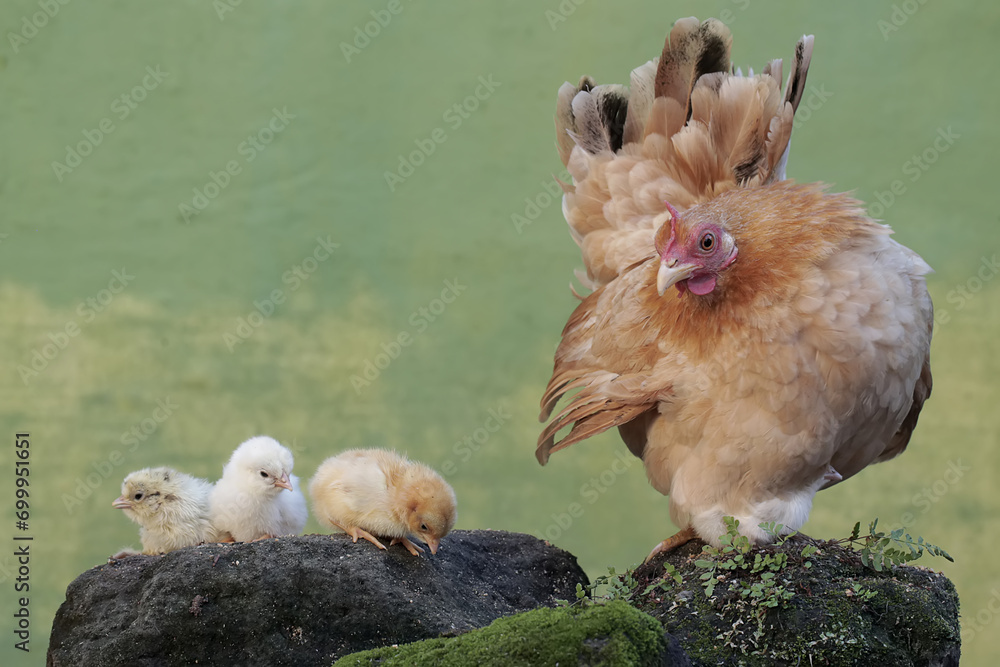 An adult hen resting with her chicks on a rock overgrown with moss ...