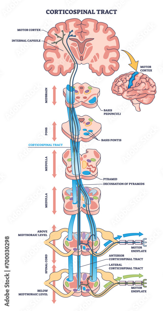 Corticospinal tract or pyramidal neuronal pathway outline diagram. Labeled educational scheme ...