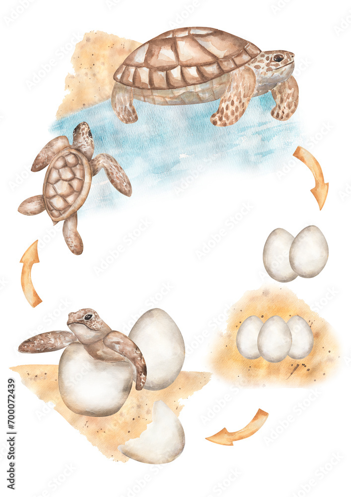 Turtle Cycle Clipart, Watercolor Ocean Animal Life Cycle Poster, wild ...