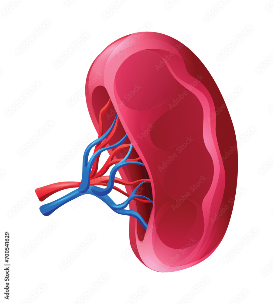 Human spleen. Anatomy of internal organ. Vector illustration isolated ...