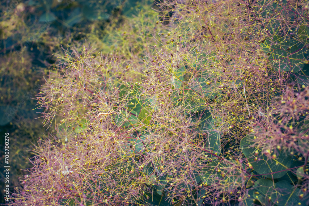 Bright Flowering Smoke Bush photo. Cotinus coggygria blossom bush ...