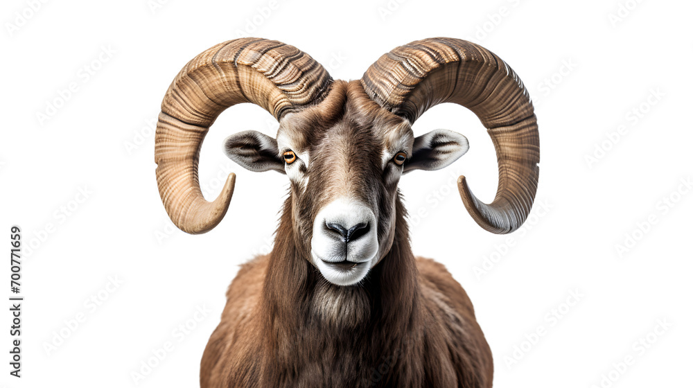 The rugged majesty of a bighorn ram's powerful horns, set against the ...