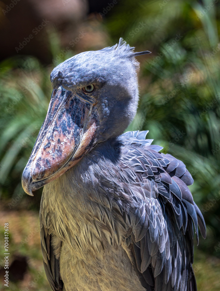 The Shoebill (Balaeniceps Rex), also known as the Whalebill, Whale ...