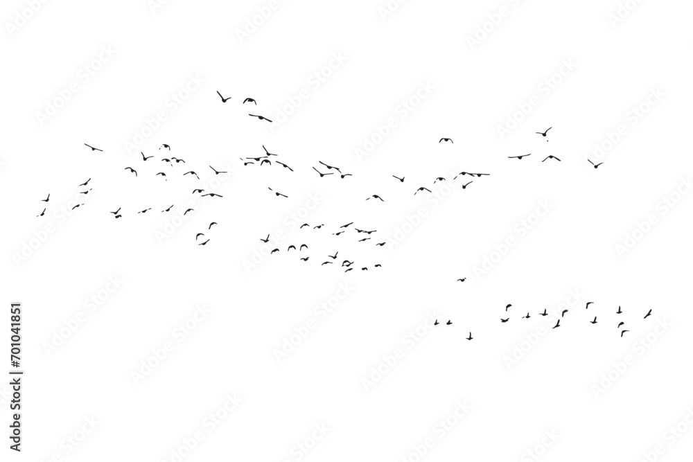 Flying birds. Vector images. White background. Stock Vector | Adobe Stock