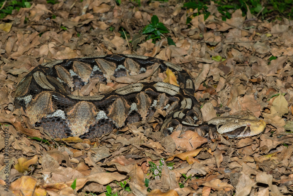 Gaboon Adder (Bitis gabonica), also called the Gaboon Viper, displaying ...