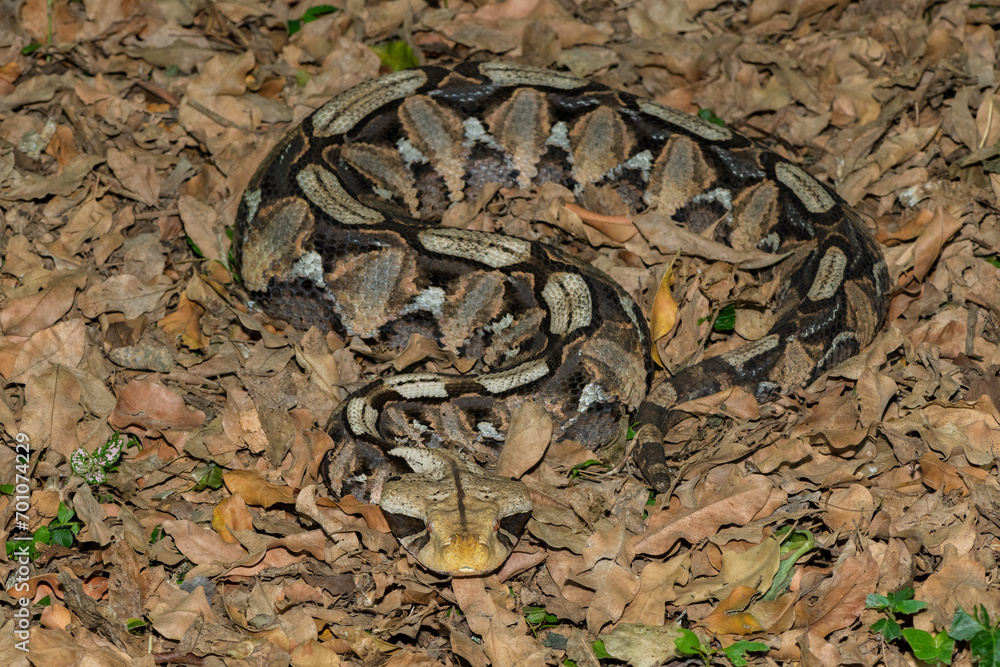 Gaboon Adder (Bitis gabonica), also called the Gaboon Viper, displaying ...