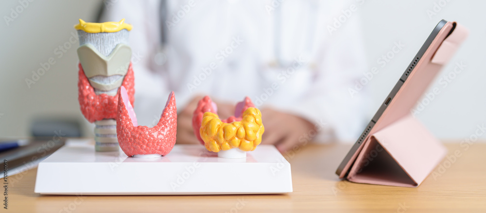 Doctor with human Thyroid anatomy model and tablet. Hyperthyroidism ...