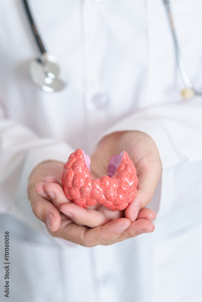 Doctor with human Thyroid anatomy model. Hyperthyroidism ...