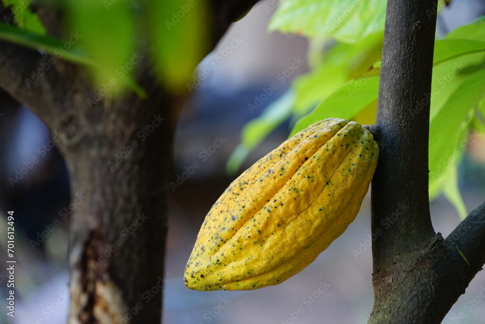 Fotografie The cacao tree is a plant that can grow and grow well in ...