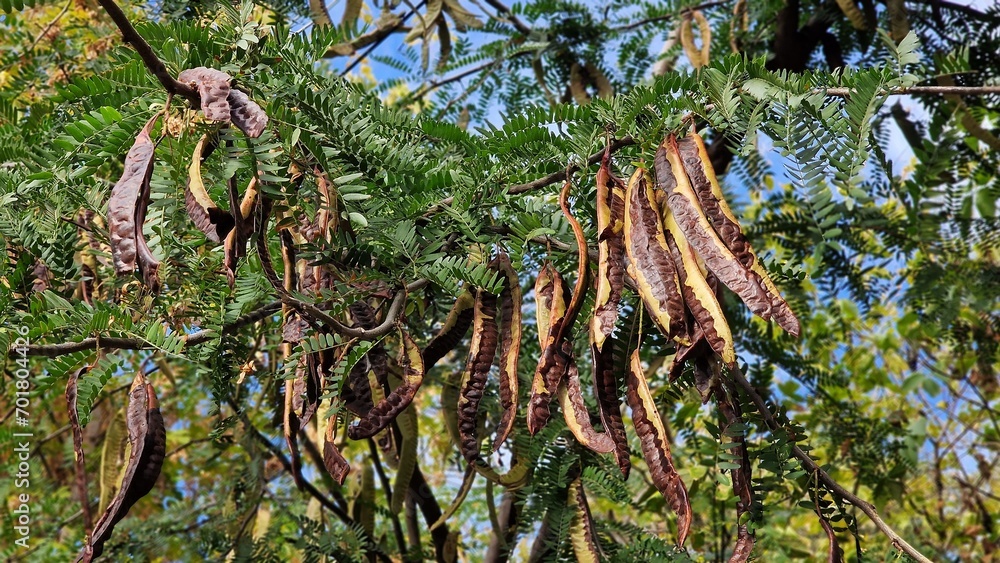 Tree branches with seed pods of honey locust or Gleditsia triacanthos ...